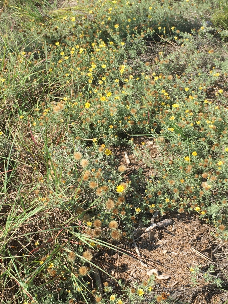 Phyllotheca from PR-21, Cleburne, TX, US on September 7, 2021 at 10:43 ...