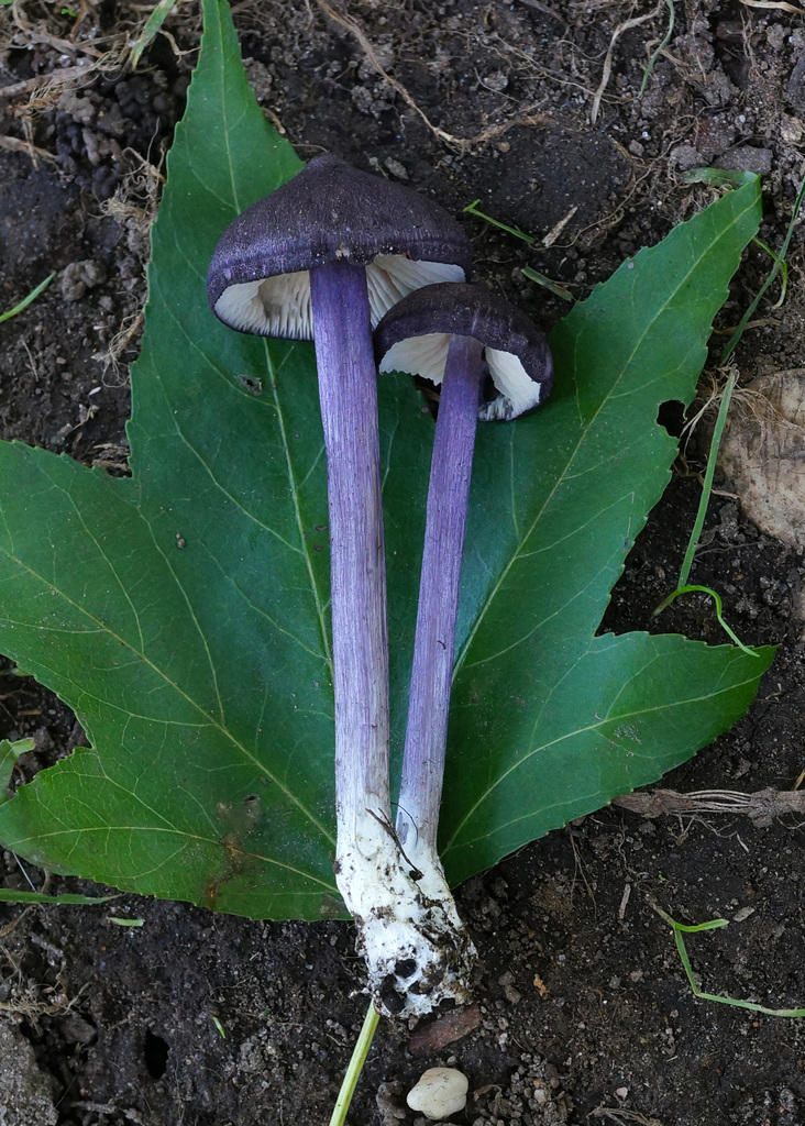 violet pinkgill from Cunningham Park, Queens, NY, USA on September 6 ...