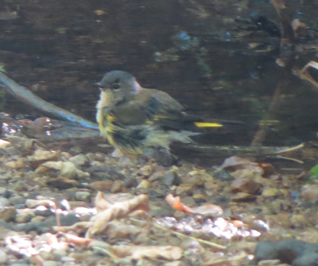 American Redstart from Rockford, IL, USA on September 6, 2021 at 01:21 ...