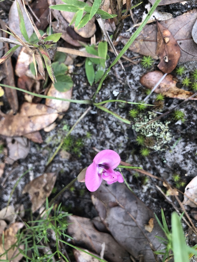 perennial wooly bean from Rural West Ashley, Hollywood, SC, US on ...