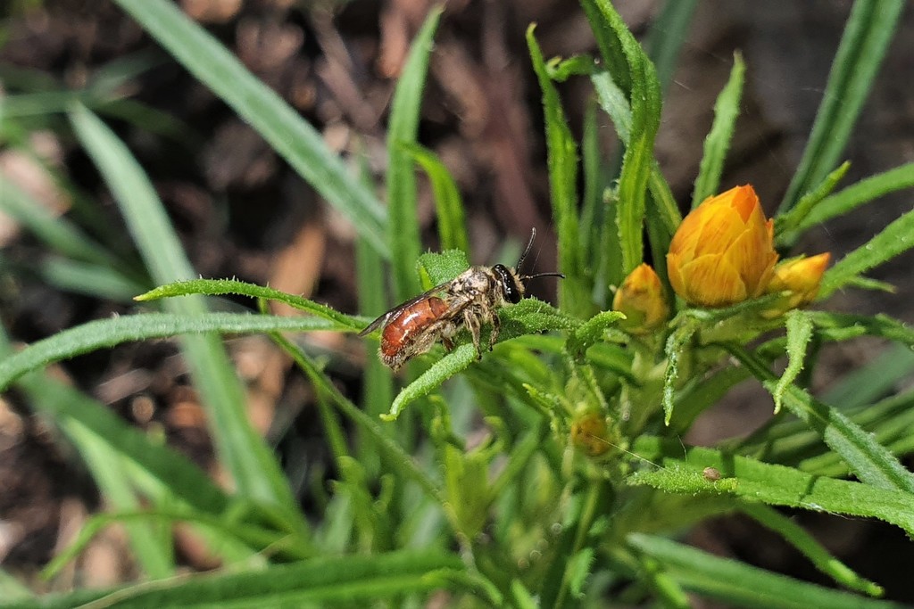 Bees in September 2021 by Garry French · iNaturalist