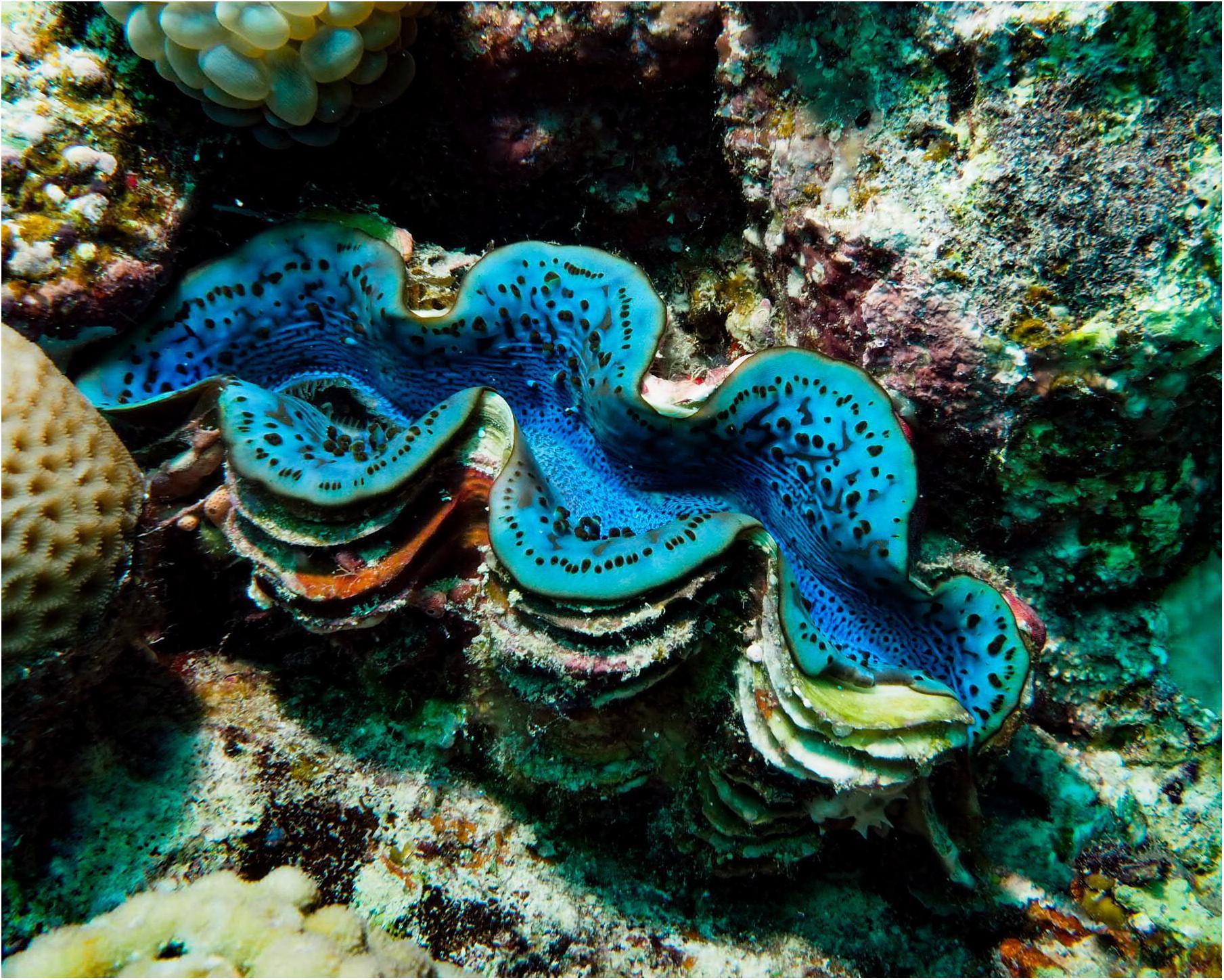 Filo Molusca Molusco Resumo Filo Mollusca