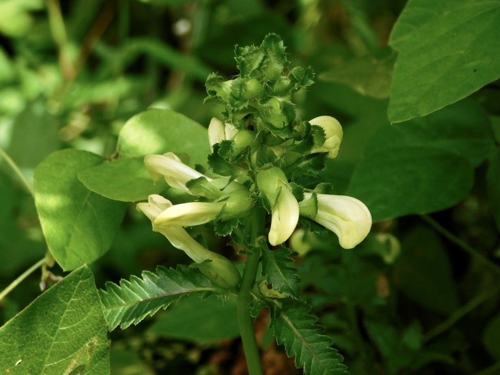 swamp lousewort in September 2021 by dbond · iNaturalist