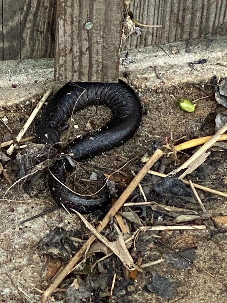 Lesser Siren from St John the Baptist Parish, LA, USA on September 07 ...