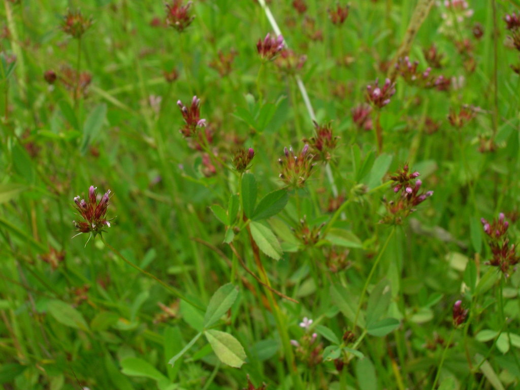 clovers from Mount Diablo State Park , CA on April 27, 2009 at 12:58 PM ...