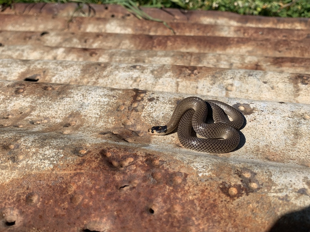 Spectacled Snake in September 2021 by jbilby · iNaturalist