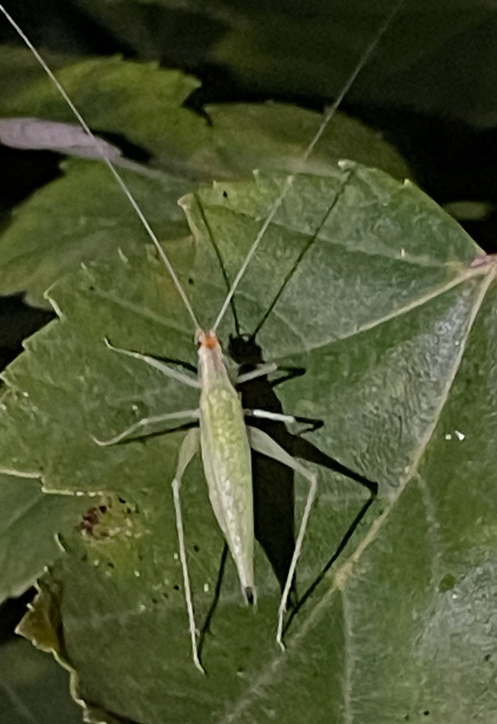 Common Tree Crickets from New Castle on September 06, 2021 at 08:57 PM ...