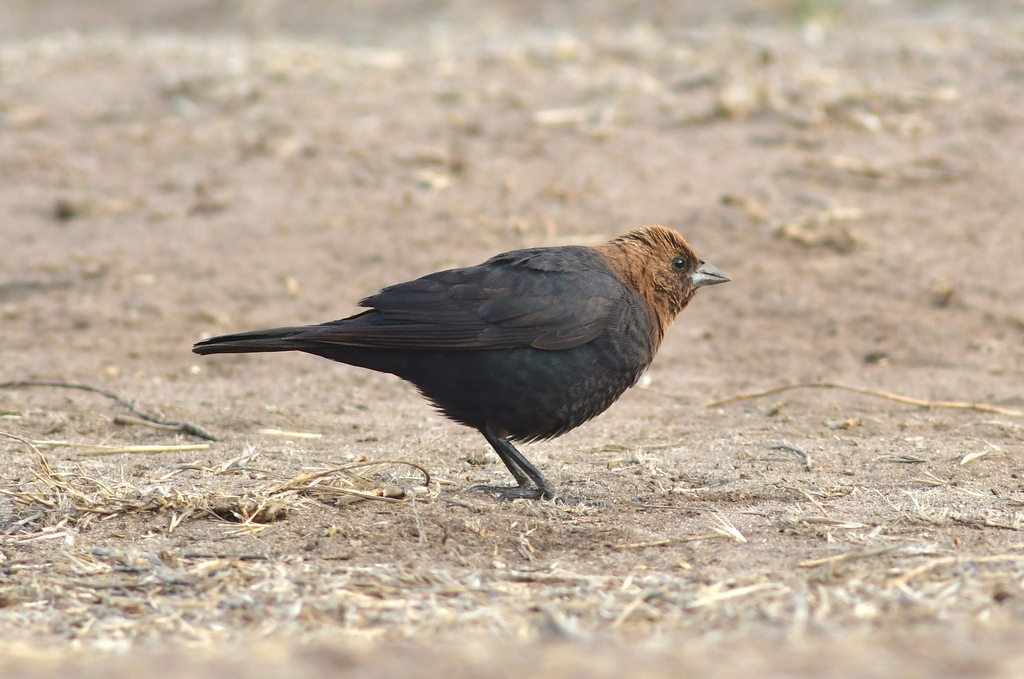 Brown-headed Cowbird from Santa Barbara County, CA, USA on September 04 ...