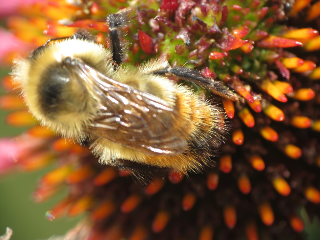 Red-belted Bumble Bee from Rockford, IL, USA on July 27, 2021 at 12:07 ...