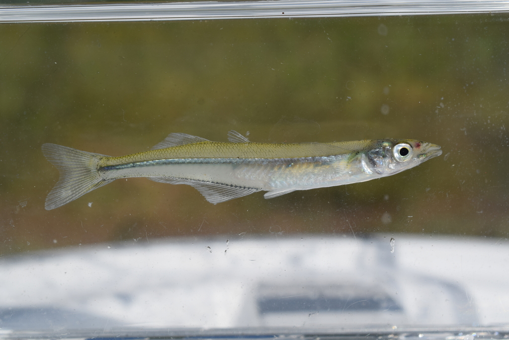 Brook Silverside in September 2021 by Edward Hicks · iNaturalist