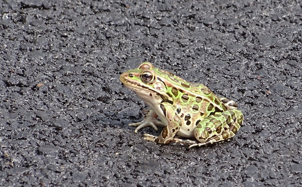 Northern Leopard Frog from Quebec, Canada on September 05, 2021 at 01: ...