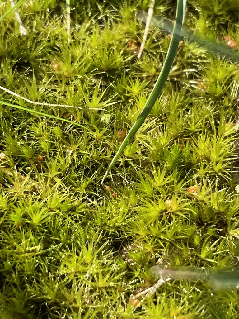 mosses in September 2021 by suecee · iNaturalist