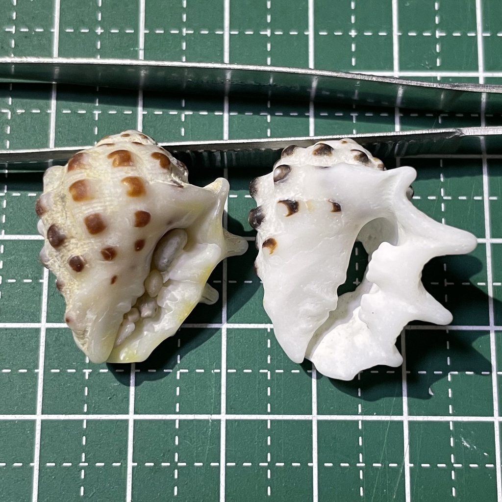 Prickly Spotted Drupe from 沖縄海岸国定公園, おきなわ, JP on January 20, 2021 by ...