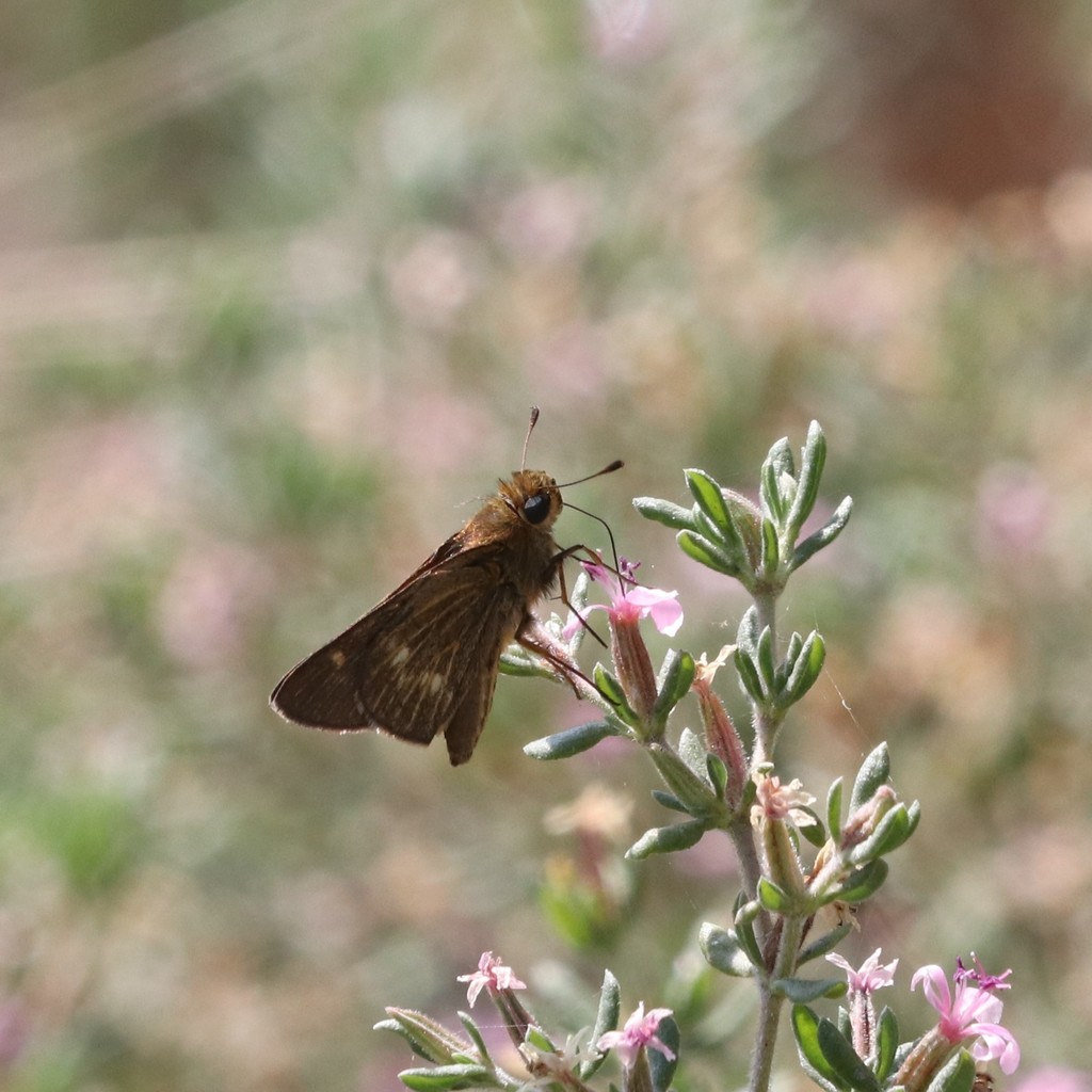 Wandering Skipper in September 2021 by Cindy · iNaturalist