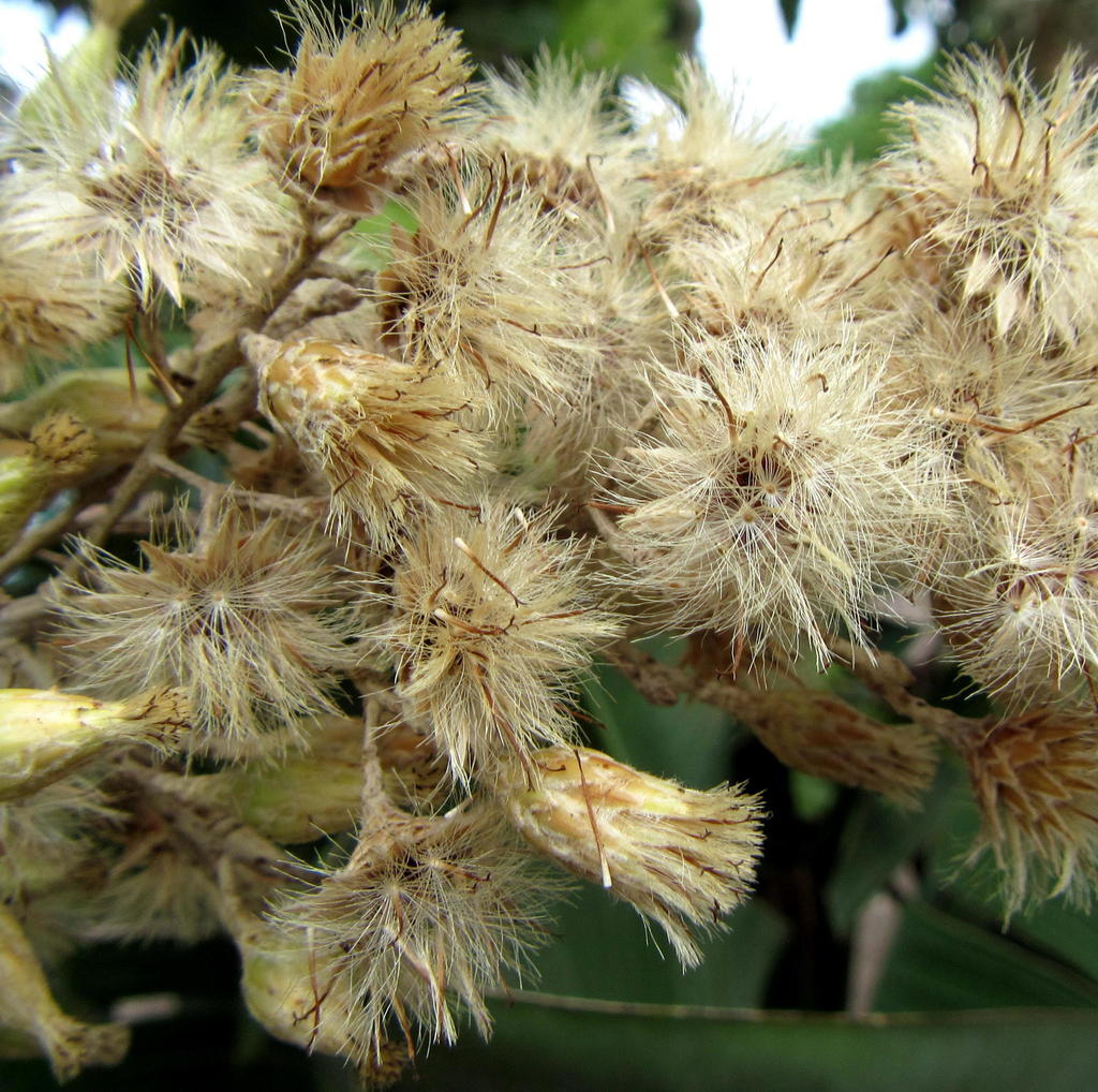 Coast Silverleaf (Mlalazi Estuarine Floodplain) · iNaturalist