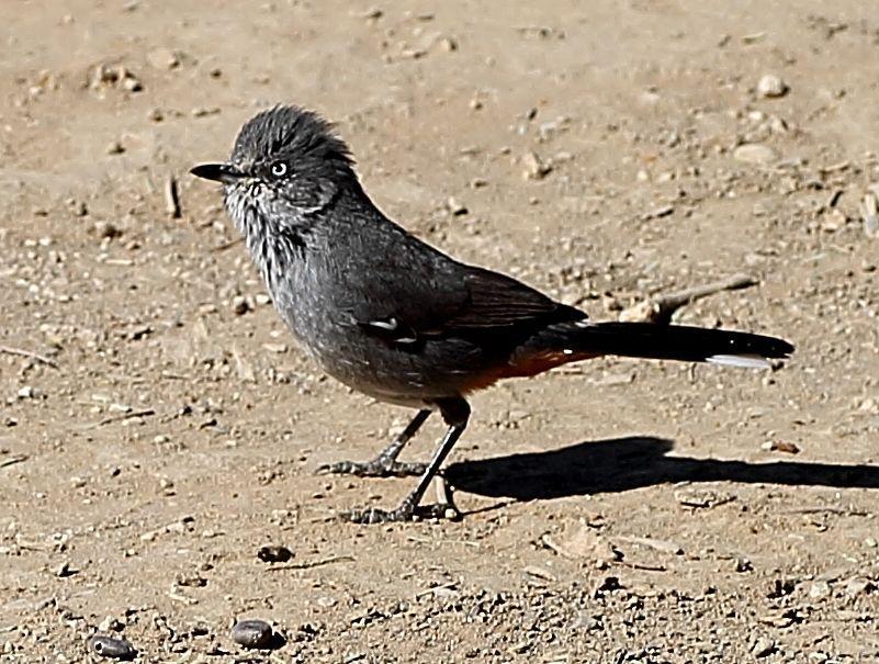 Chestnut-vented Warbler (Curruca subcoerulea) - Avian Discovery