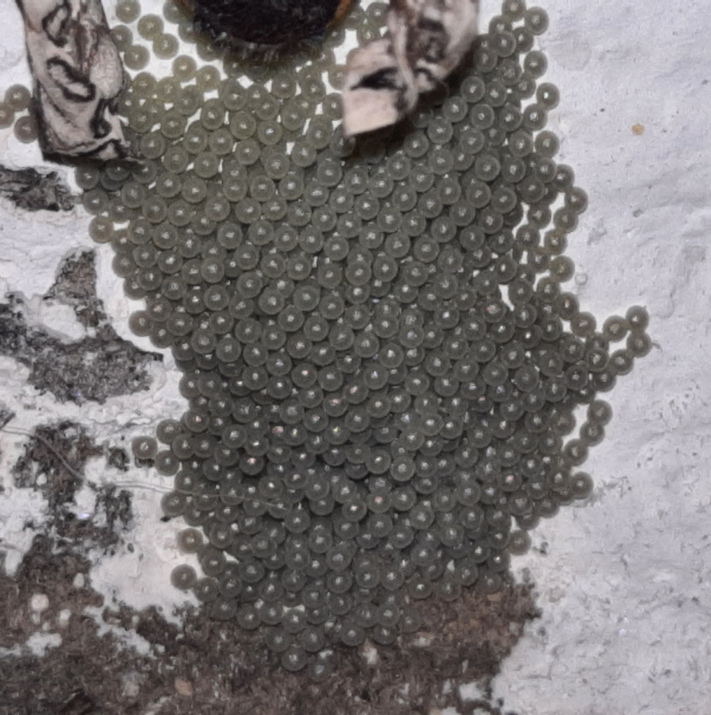 Hypercompe caudata in September 2021 by Claudia Mejía Morales. Huevos ...