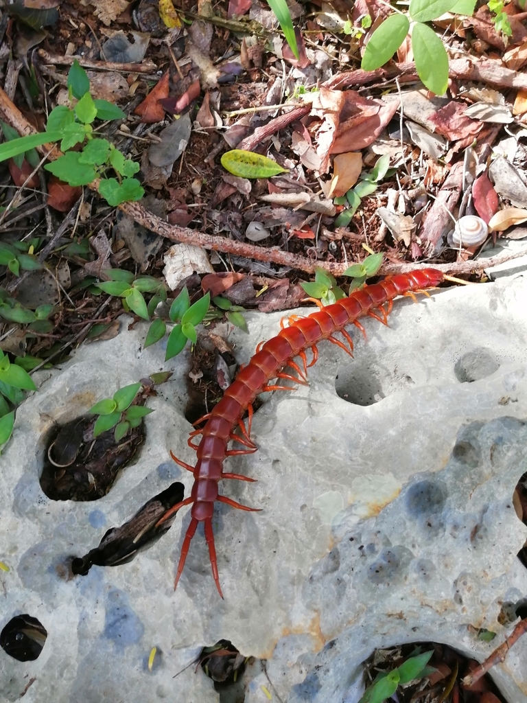 Caribbean Giant Centipede in August 2021 by Judá Isaí Martínez Uribe ...
