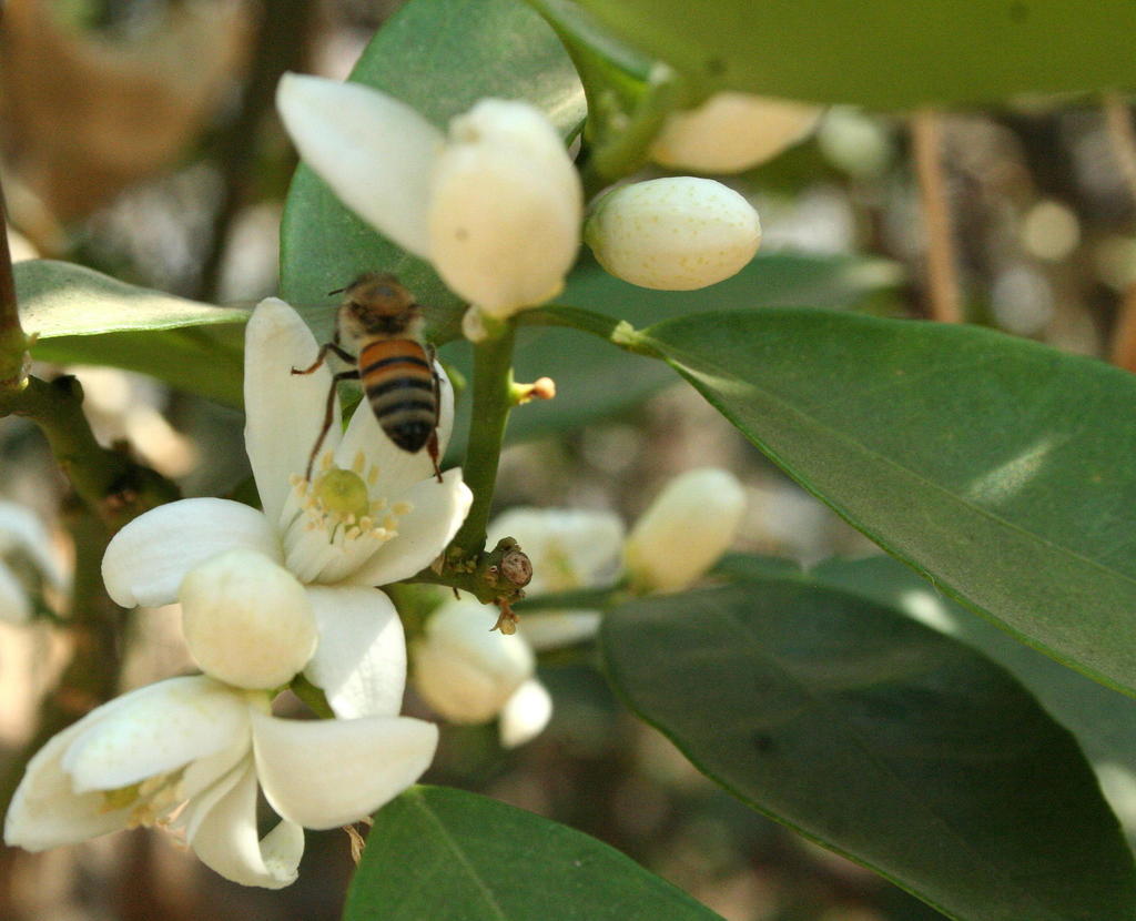 African Honey Bee from Gaborone North smallholdings on September 20 ...