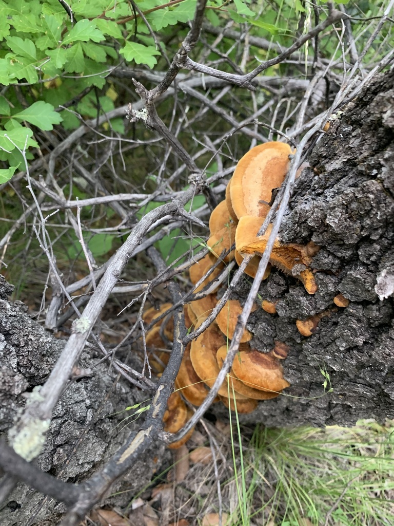 Mustard Yellow Polypore from Coronado National Forest, Elgin, AZ, US on ...
