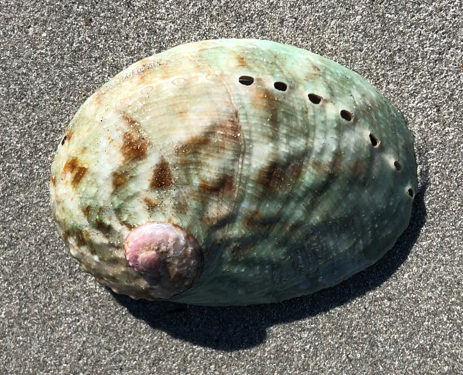 Haliotis laevigata Donovan, 1808