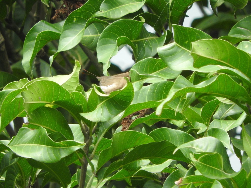 Common Baron from Nanded City on September 05, 2021 at 11:10 AM by ...