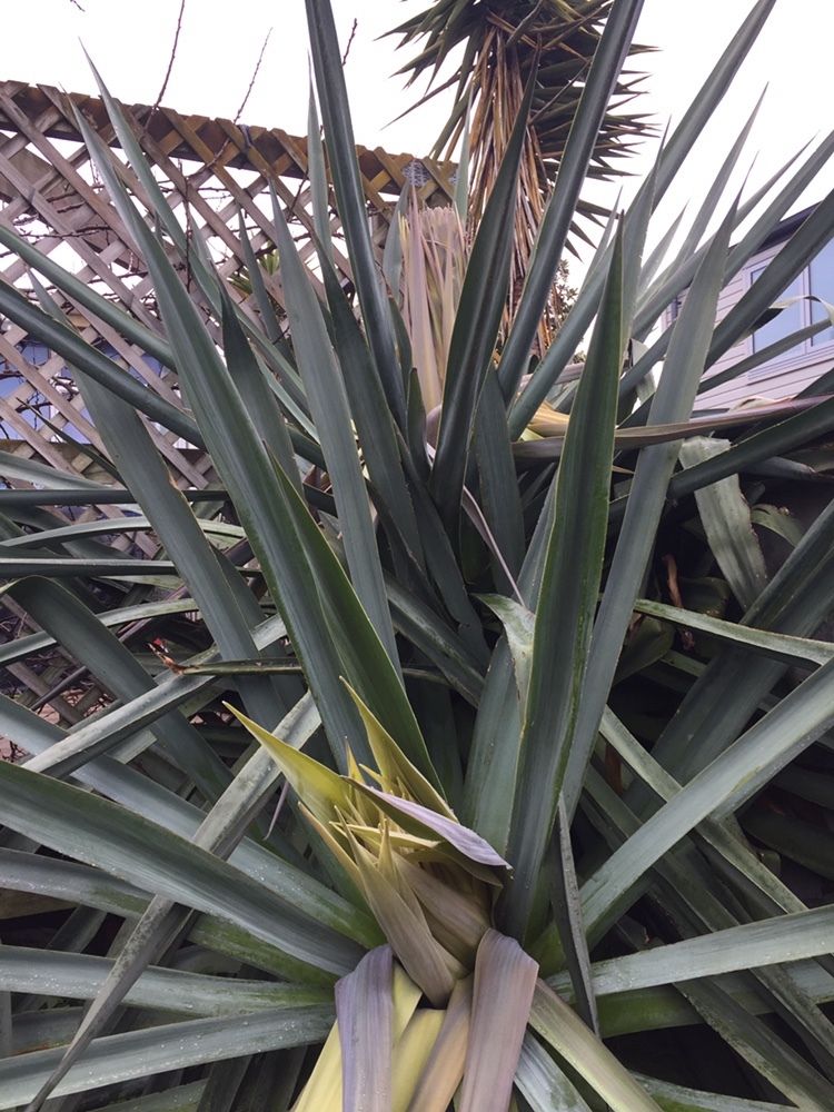 Agave tequilana F.A.C.Weber