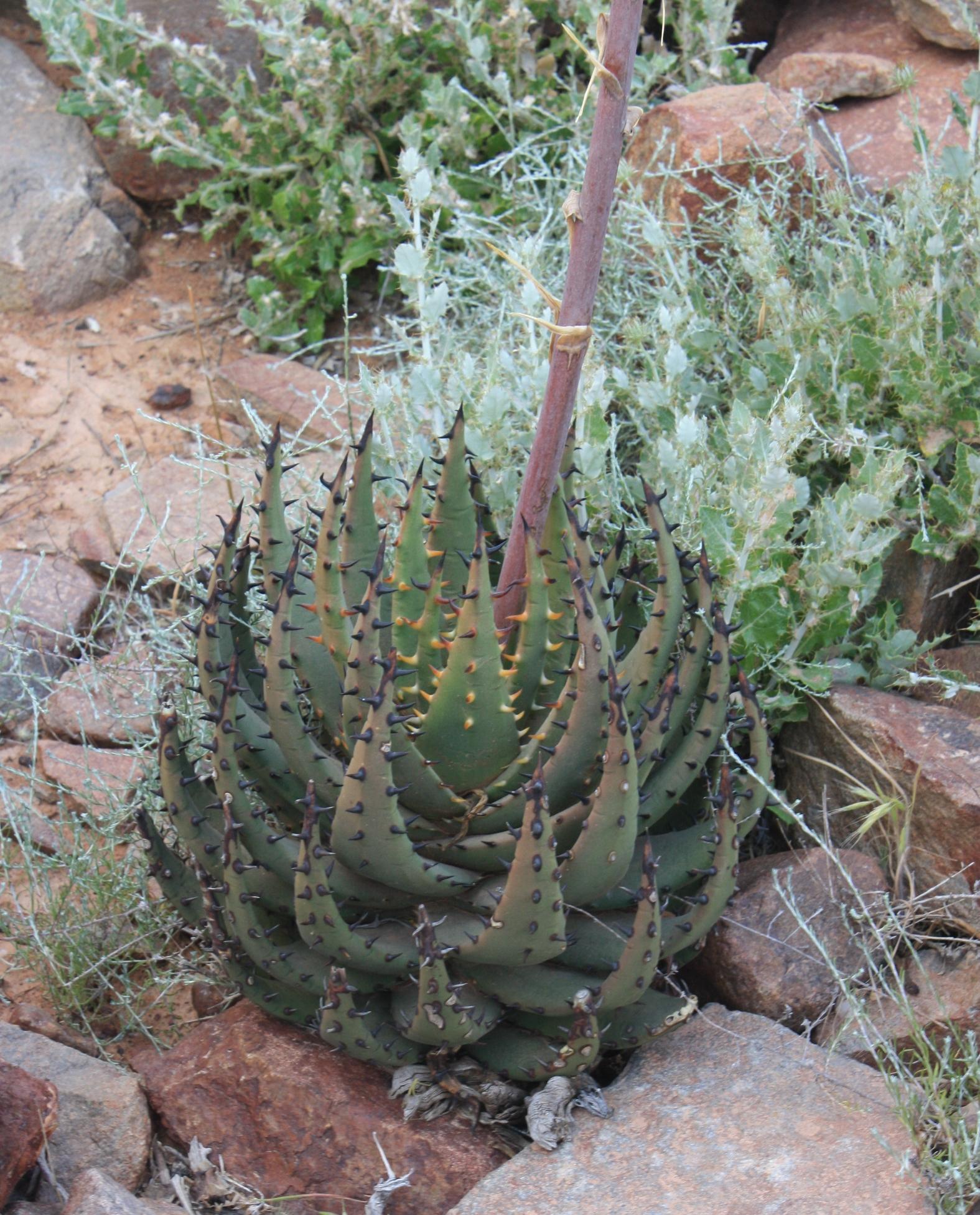 Aloe melanacantha A.Berger