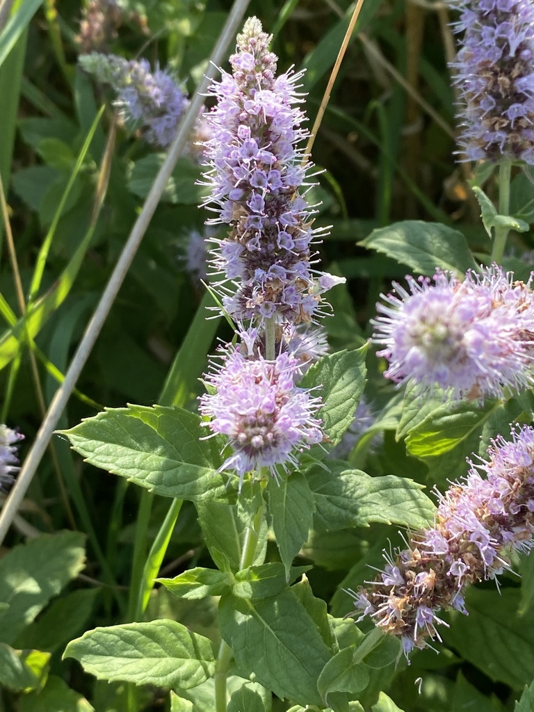 Horse Mint (Mentha longifolia) - Botanical Realm