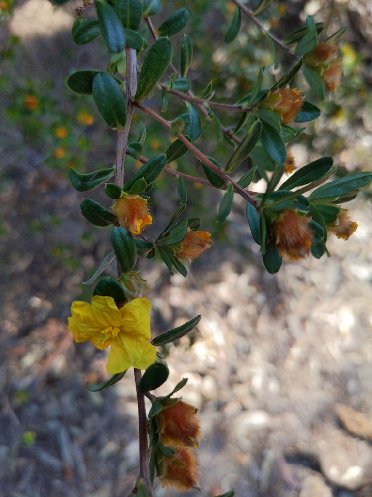 Blue Mountains Guinea Flower from Mount Kuring-Gai NSW 2080, Australia ...
