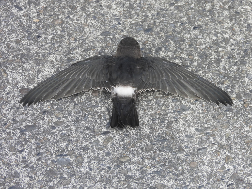 House Swift from 台灣宜蘭縣 on August 19, 2021 at 08:14 AM by Max Hsieh(雁子) · iNaturalist