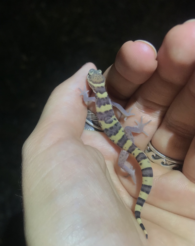Texas Banded Gecko from SH-118, Alpine, TX, US on September 5, 2021 at ...