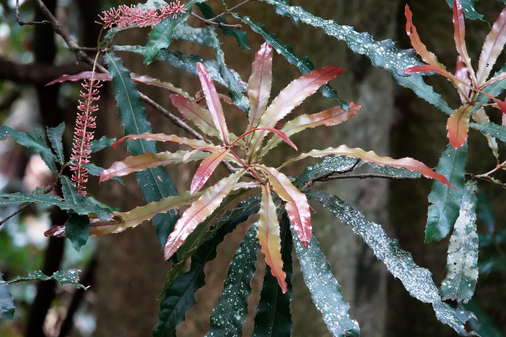 Rough-shell Queensland Nut (Macadamia tetraphylla) - Botanical Realm