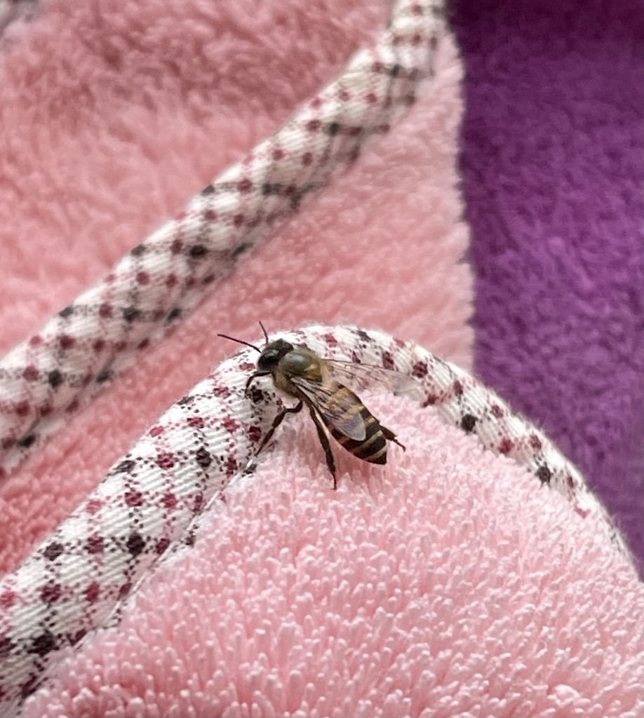 Asian Honey Bee from Street 163, Phnom Penh, Phnom Penh, KH on ...