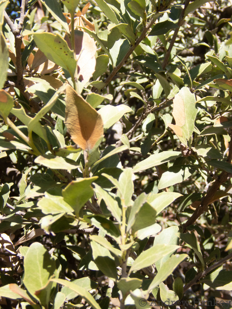 Koko Tree from West Rand, Gauteng, South Africa on August 29, 2021 at ...