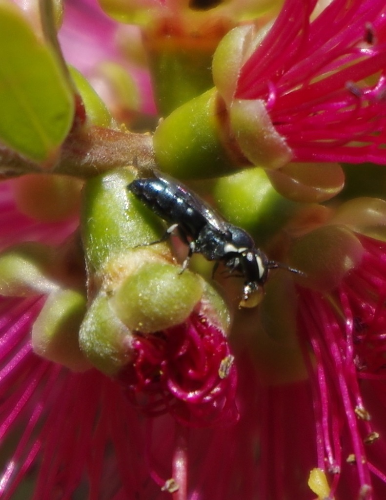 Bright-white Masked Bee from Maryborough QLD 4650, Australia on ...