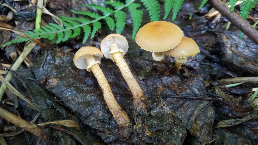 Cystoderma carcharias fallax from Anchorage County, US-AK, US on ...