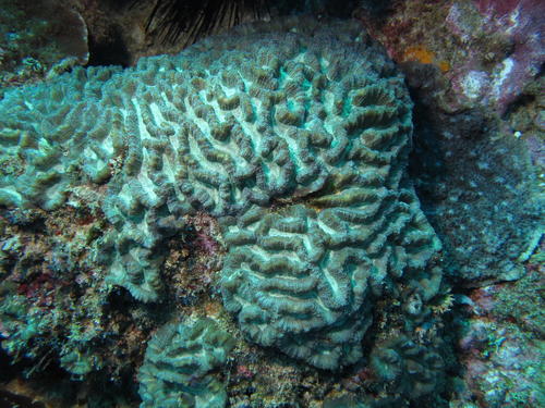 Pectinia africanus · iNaturalist