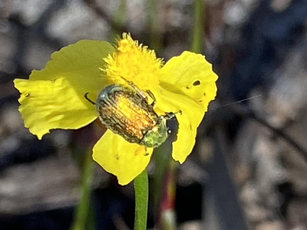 Xyris juncea from Currimundi Lake Conservation Reserve, Wurtulla, QLD ...