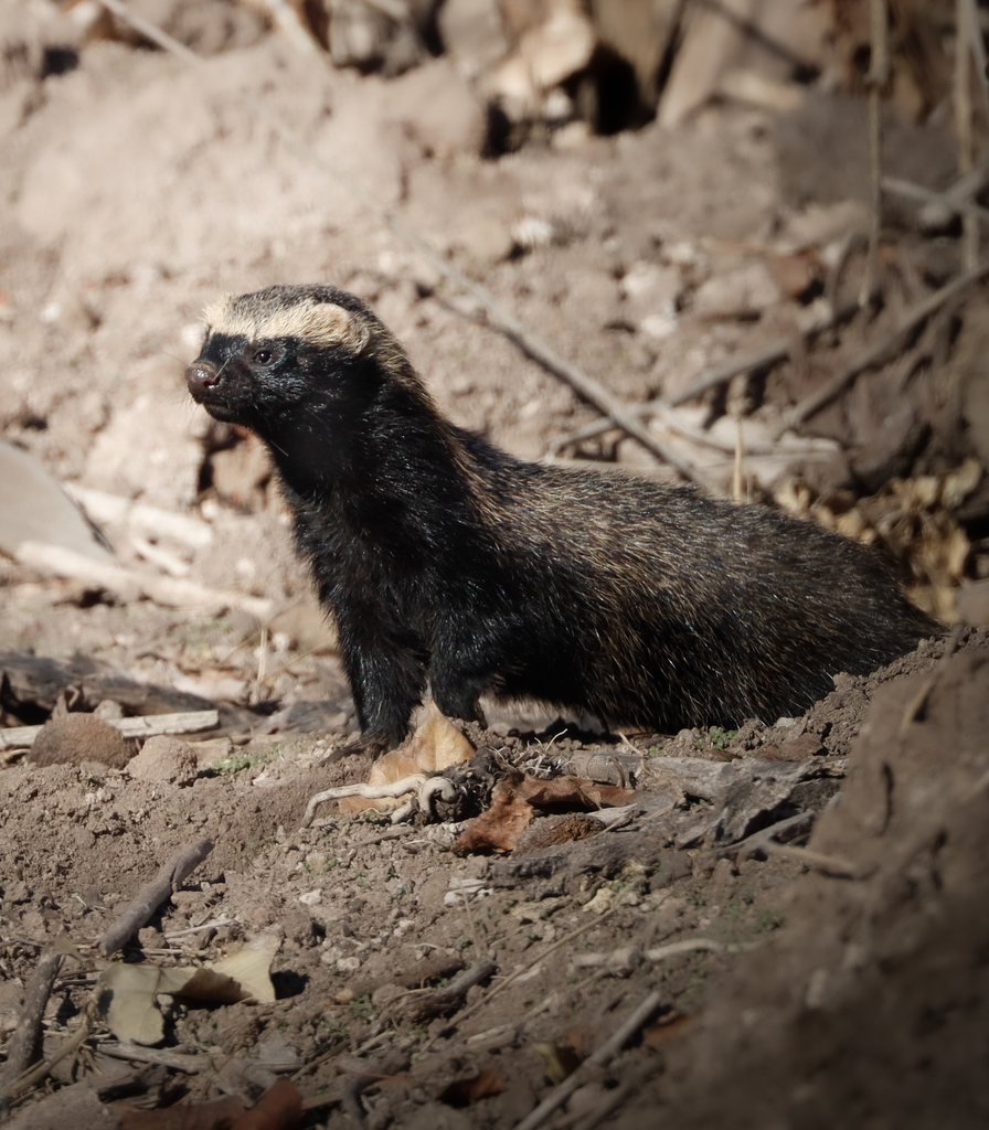 Lesser Grison from Chacabuco, Región Metropolitana, Chile on July 8 ...