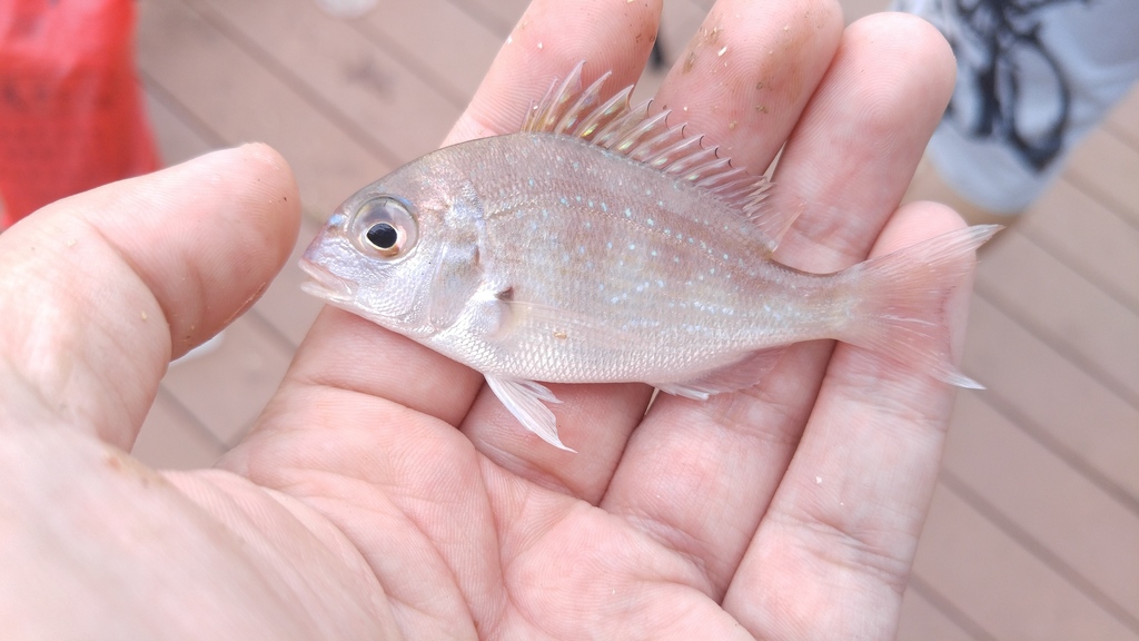 Red Seabream (Pagrus major) - Marine Life Identification