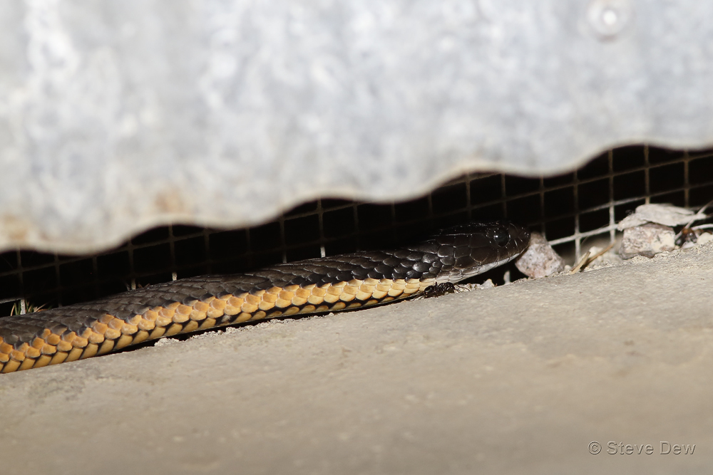 Western Tiger Snake from Cape Arid, Esperance, Western Australia ...