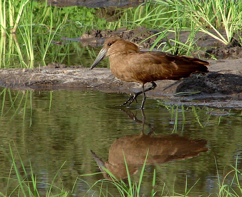 Common Hamerkop from Susuwe on May 17, 2006 by Colin Ralston. Prowling ...