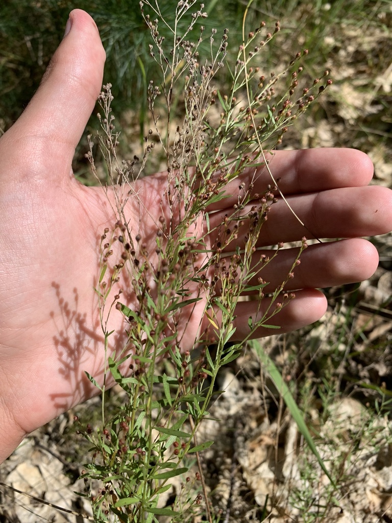 Upright Pinweed in September 2021 by Matthew Thompson · iNaturalist