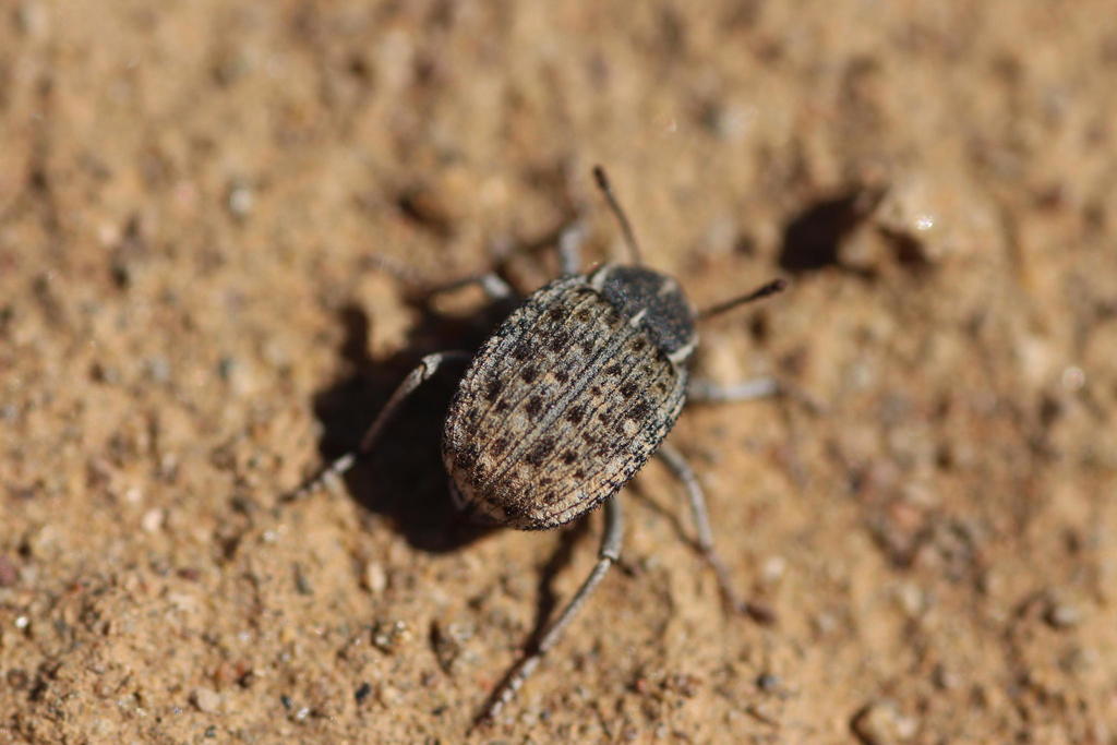 Cryptochile consita (Tenebrionidae (Darkling Beetles) of Southern ...