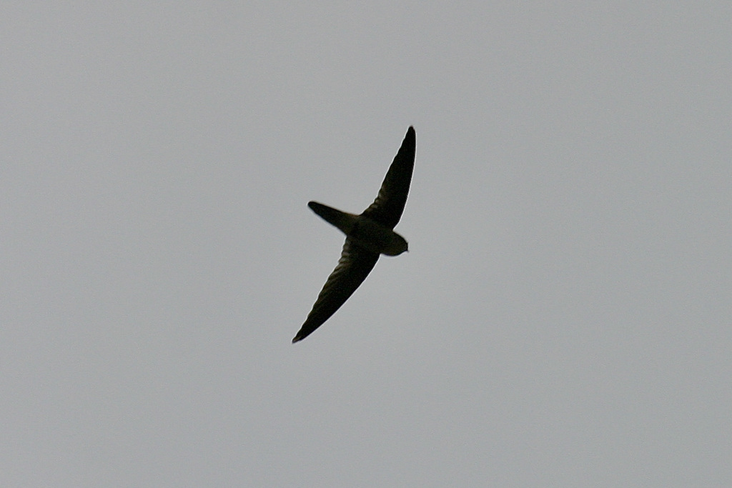 Uniform Swiftlet (Aerodramus vanikorensis) - Avian Discovery