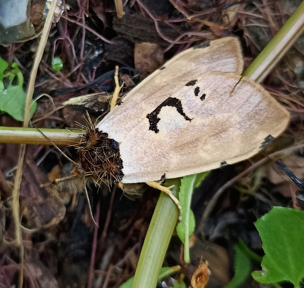 Pida patrana from Uttarakhand 262554, India on September 8, 2021 at 03: ...