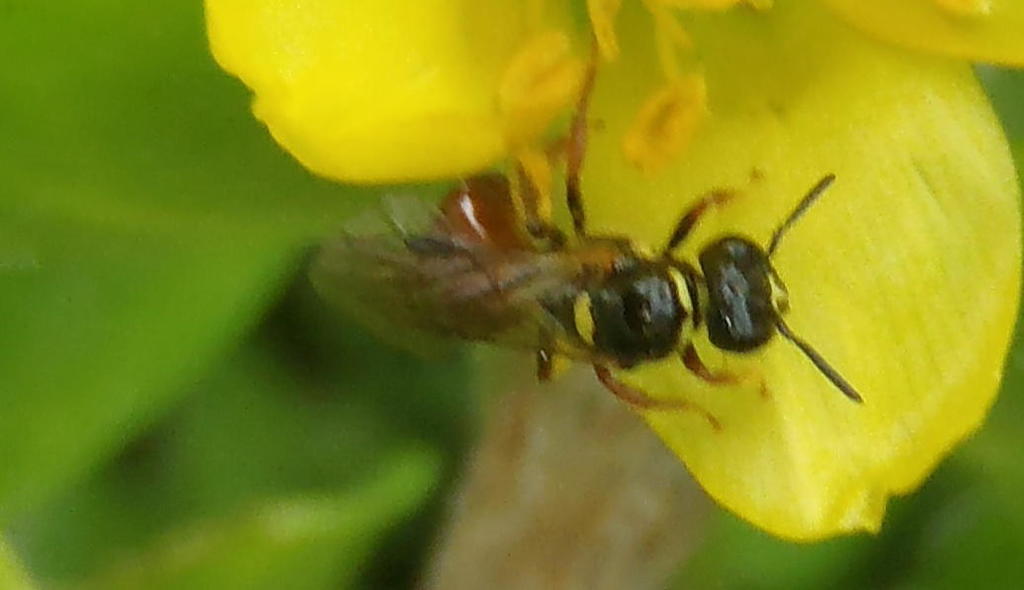 Allodape from Goukamma Nature Reserve on March 11, 2015 by Nicola van ...
