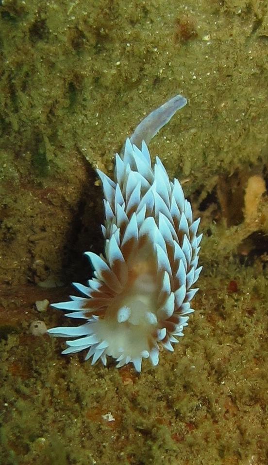 Cape Silvertip Nudibranch complex (Nudibranch of Hermanus Tidal Pool ...