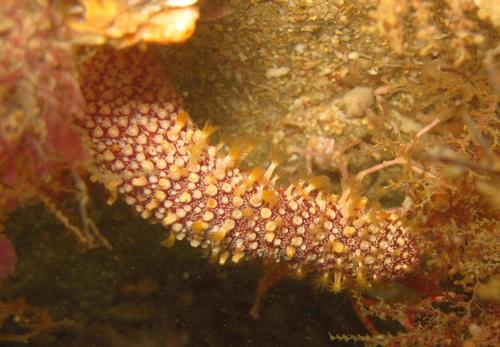 Acrophytum claviger · iNaturalist